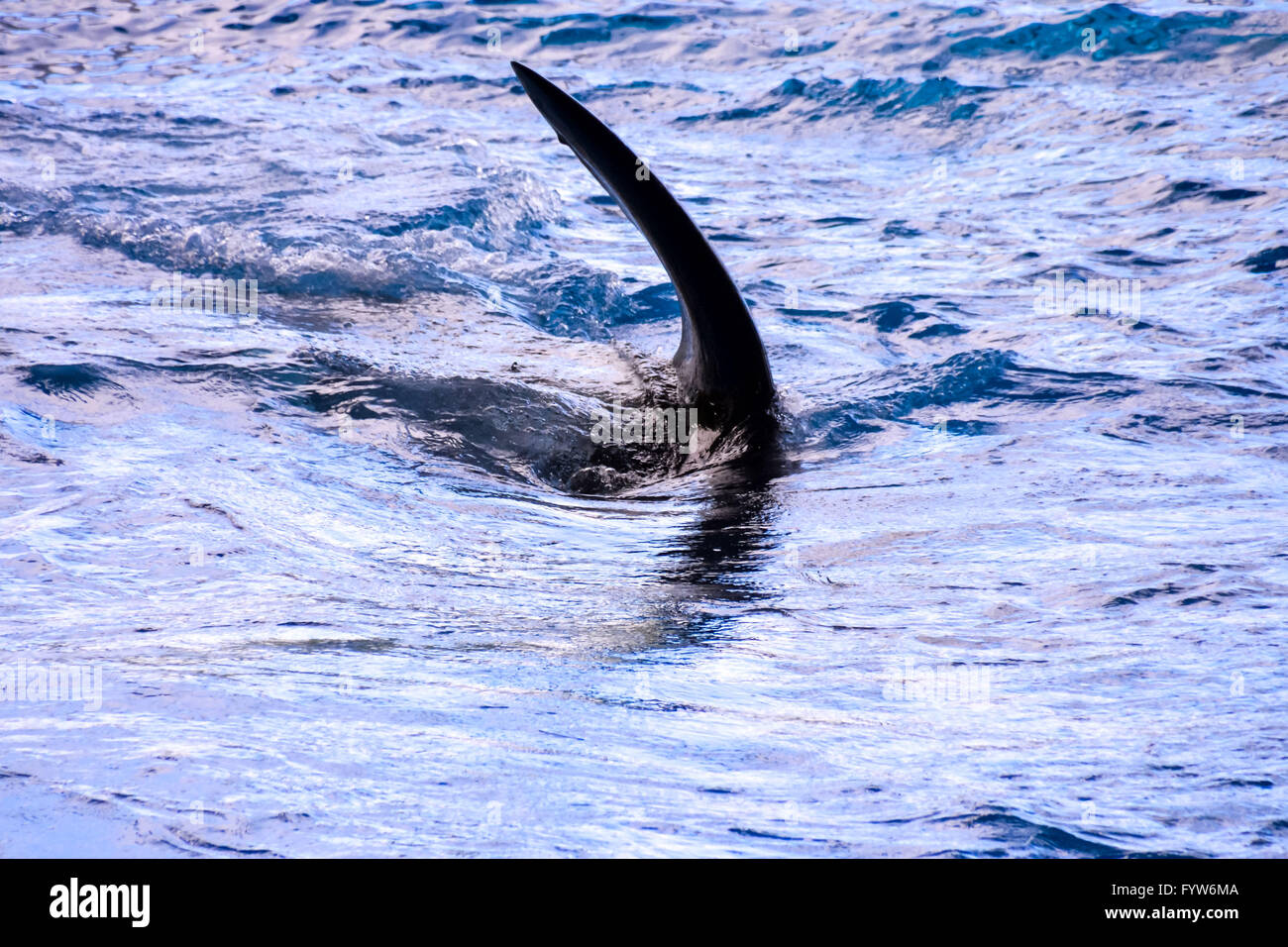 Mammal Orca Killer Whale Fish Stock Photo - Alamy