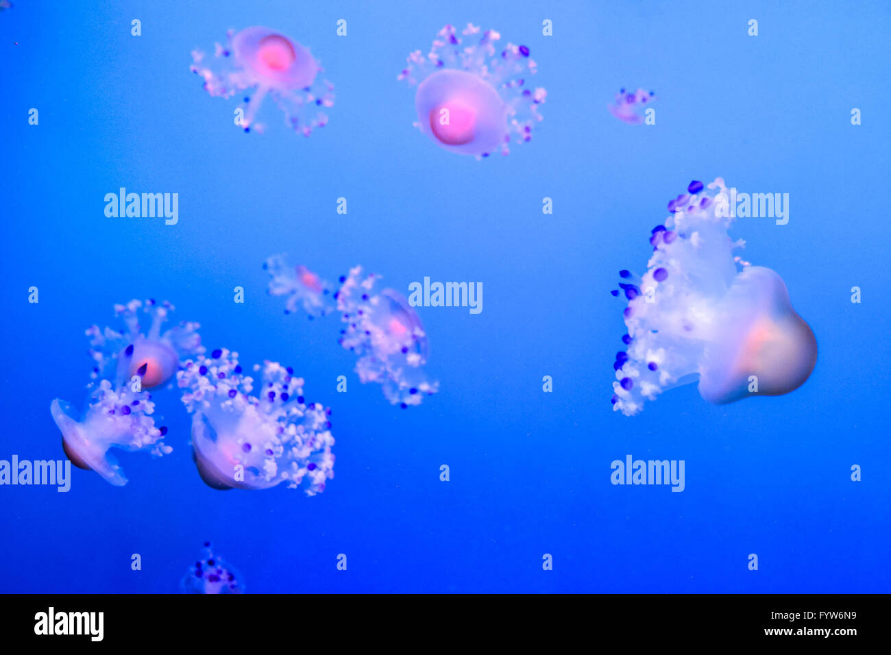 Jellyfish Dangerous Poisonous Medusa Stock Photo - Alamy