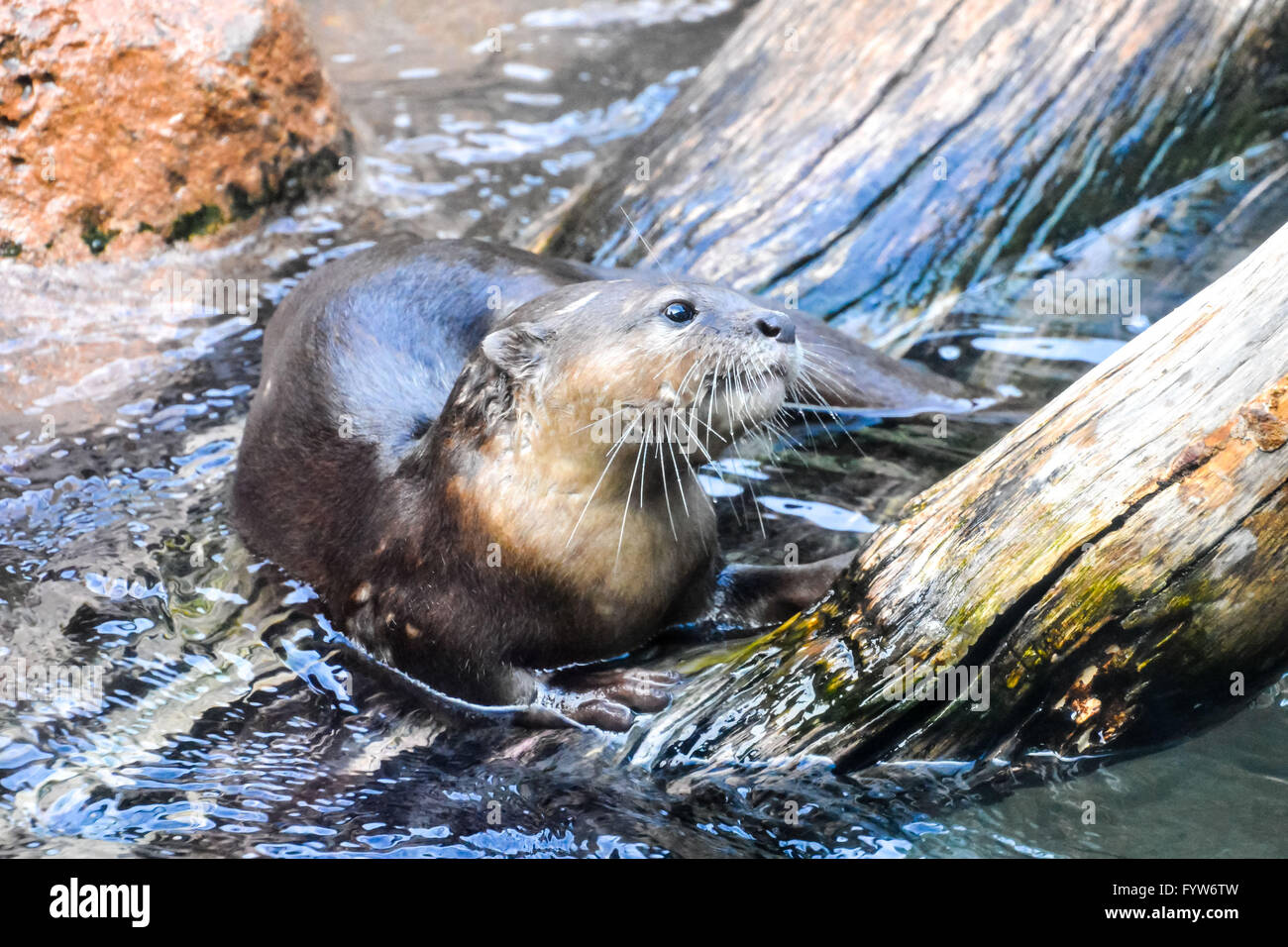 Aonix cinerea hi-res stock photography and images - Alamy