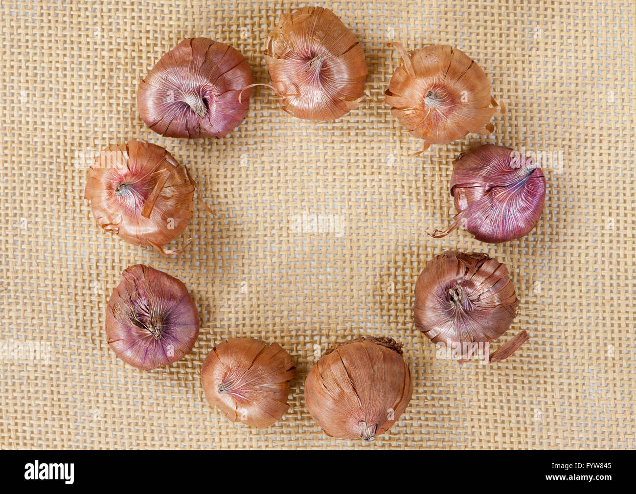 Sword lily hi-res stock photography and images - Alamy