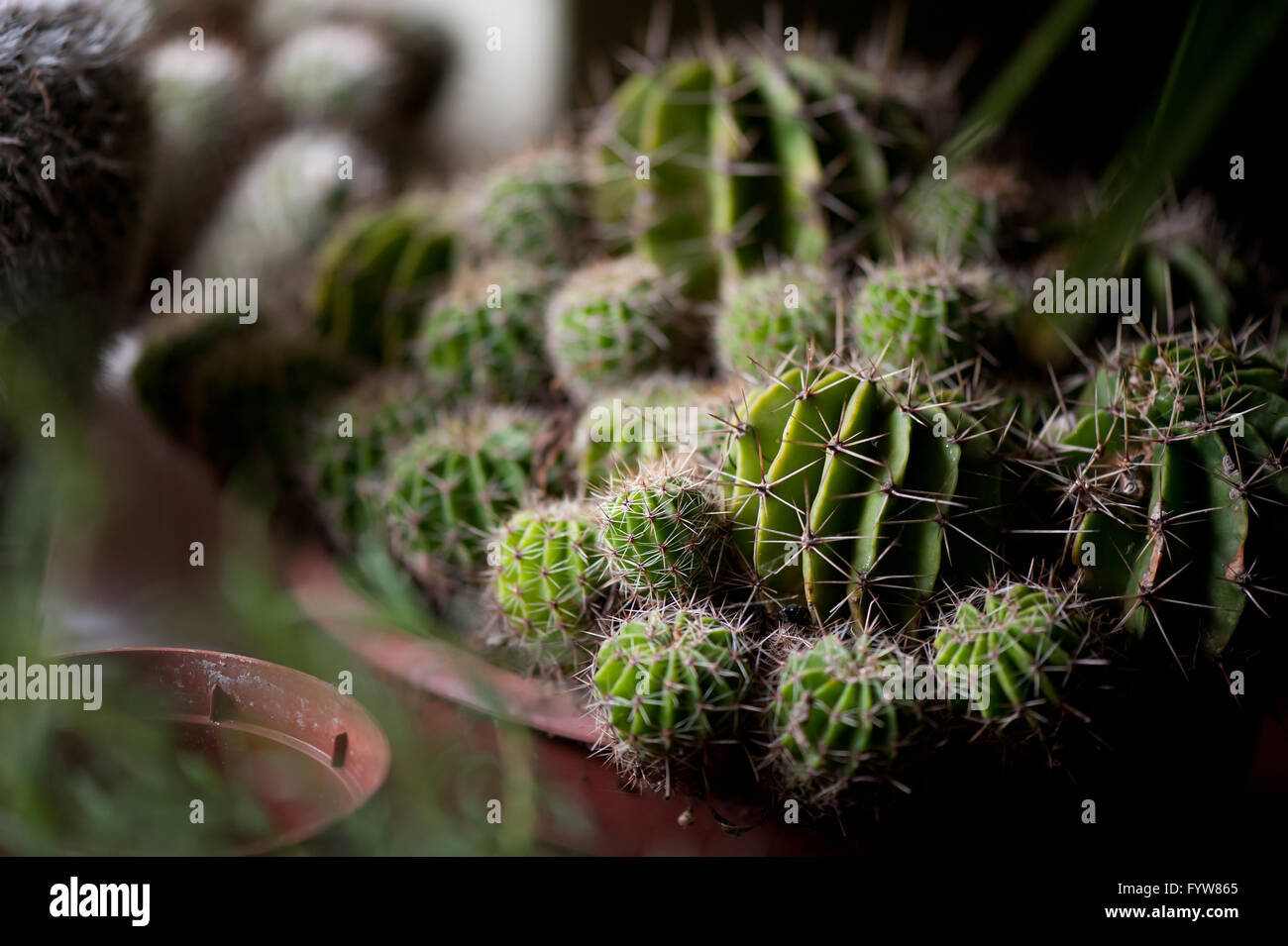 Spiny cactus little plants in flowerpots, green cacti grow in dark ...
