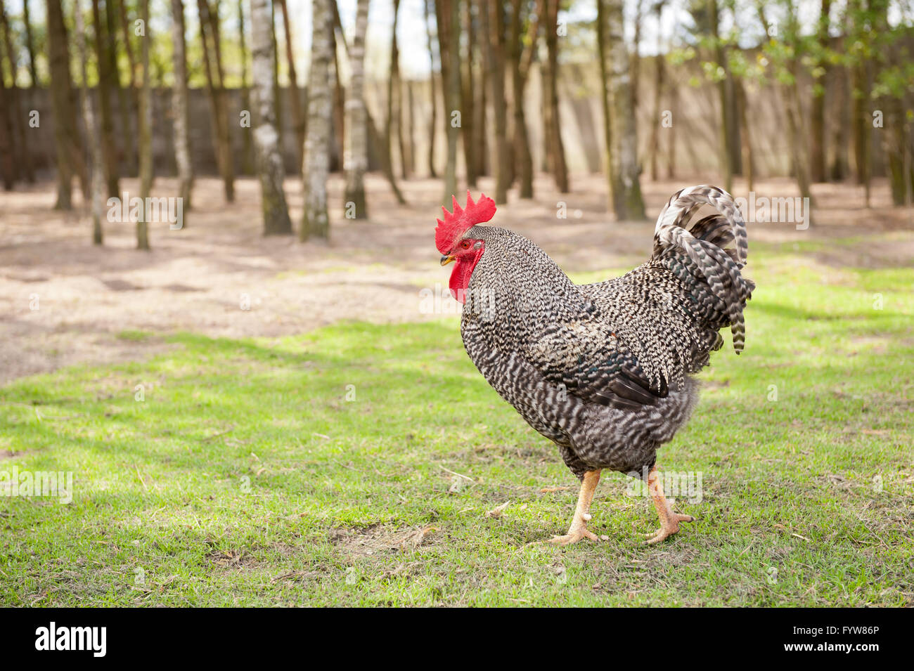 Walking Plymouth Rock Chicken rooster with black and white barred ...