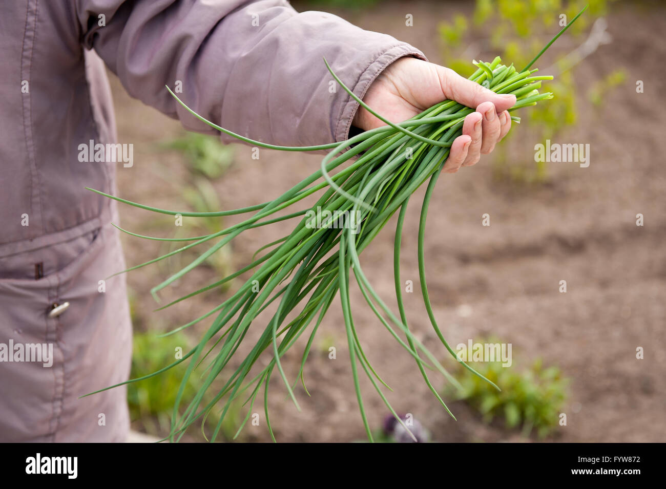 Human cutting leaves in yard hi-res stock photography and images - Alamy