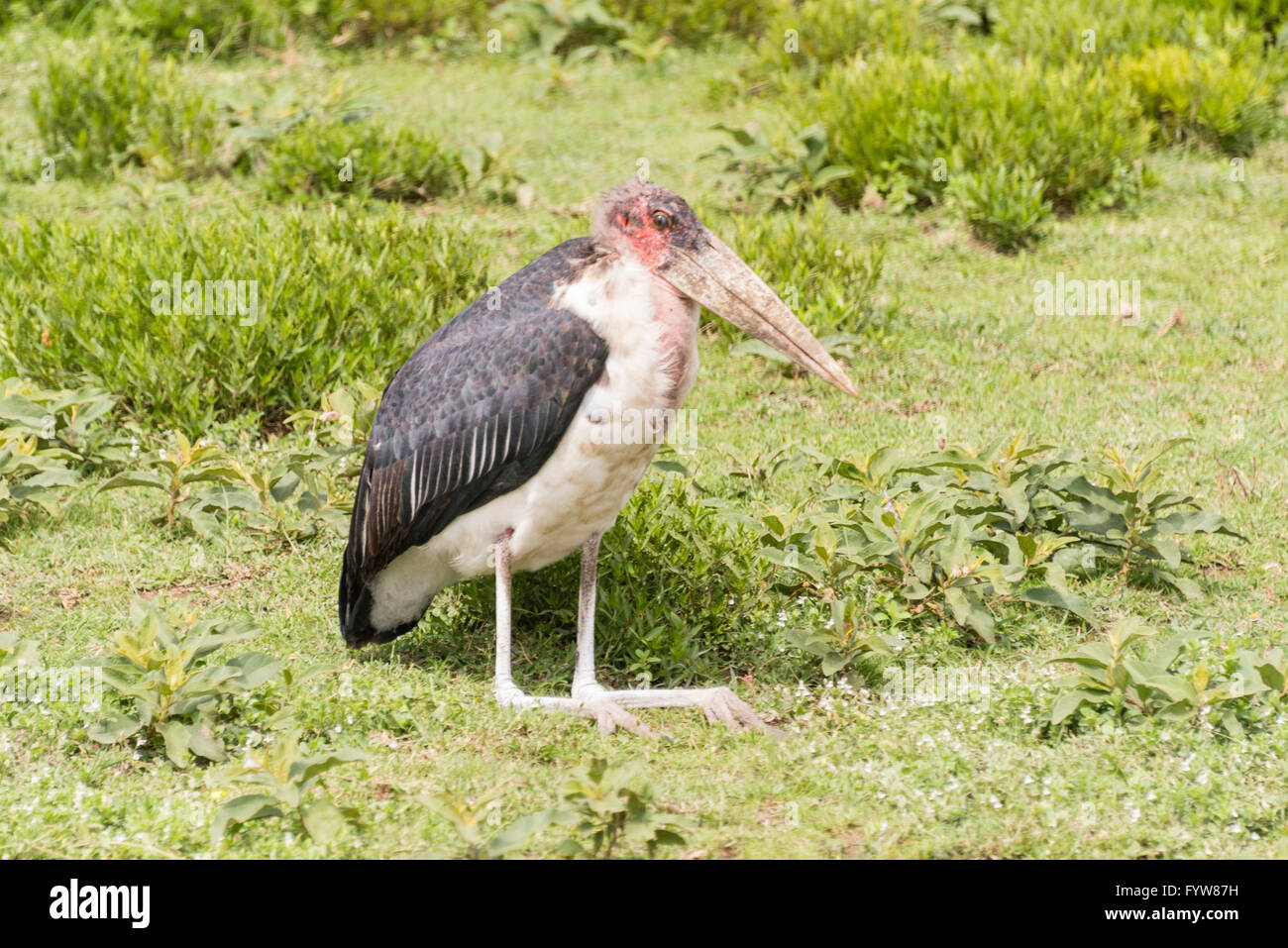 Marabou stork bird in tanzania hi-res stock photography and images - Alamy