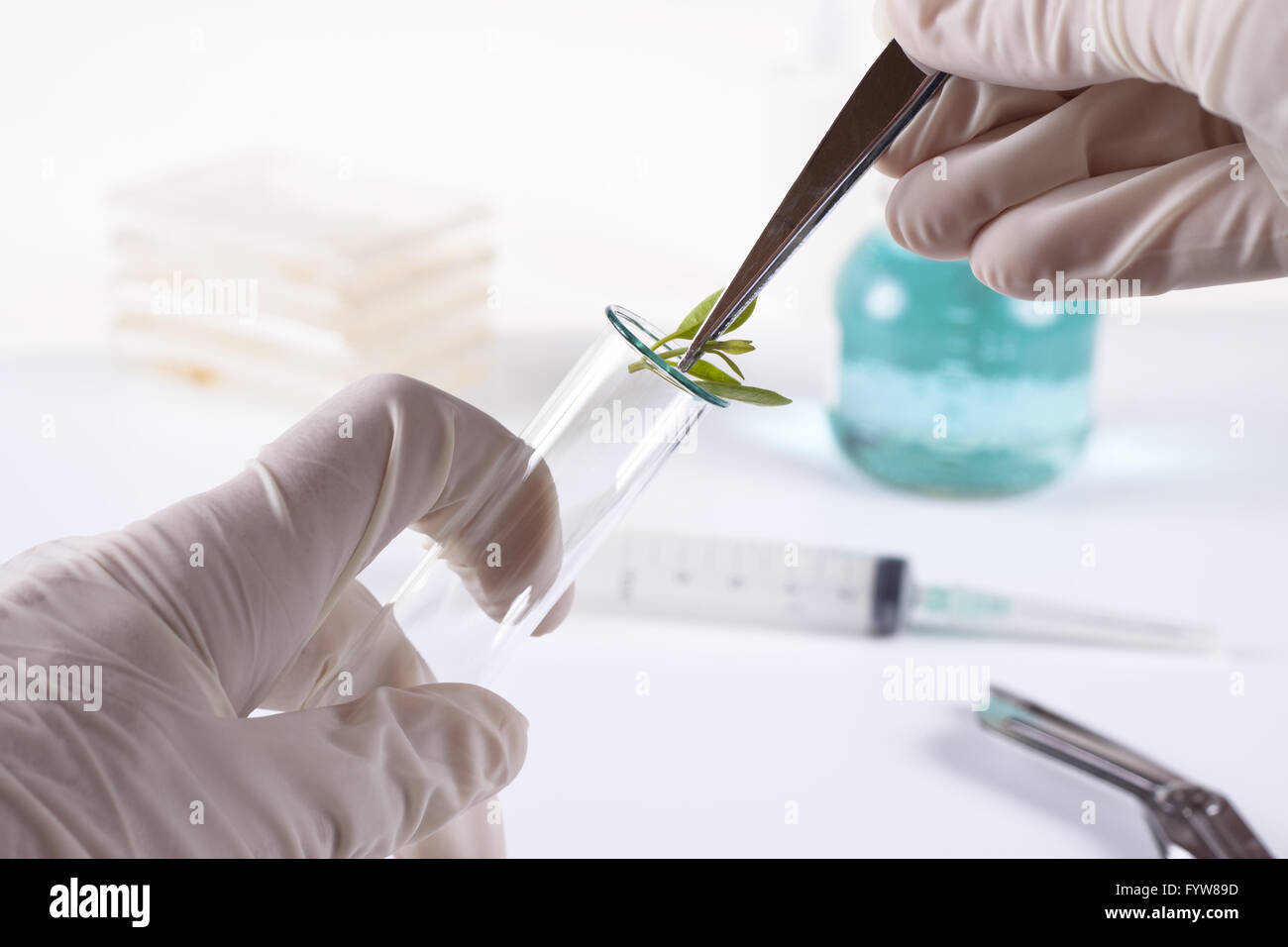 Laboratory Cloning Of Plant High Resolution Stock Photography and ...