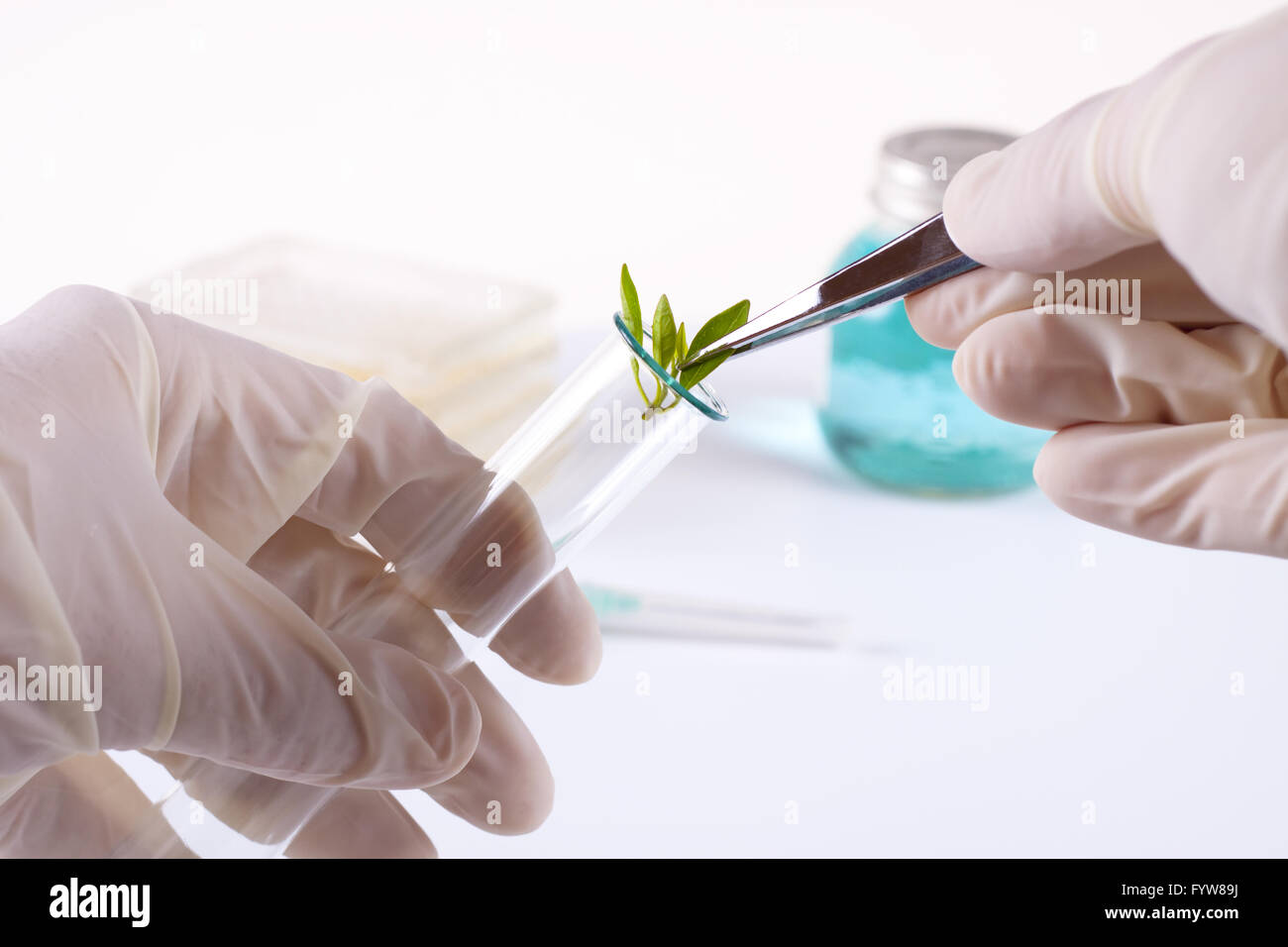 Laboratory cloning of plant hi-res stock photography and images - Alamy