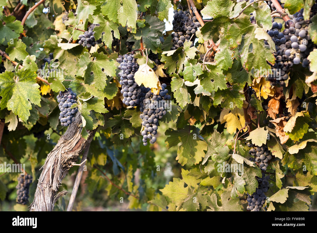grapes at sunset Stock Photo - Alamy