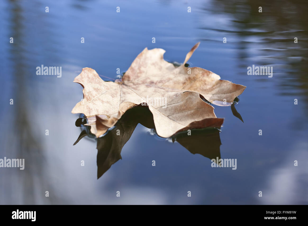 Leafe hi-res stock photography and images - Alamy