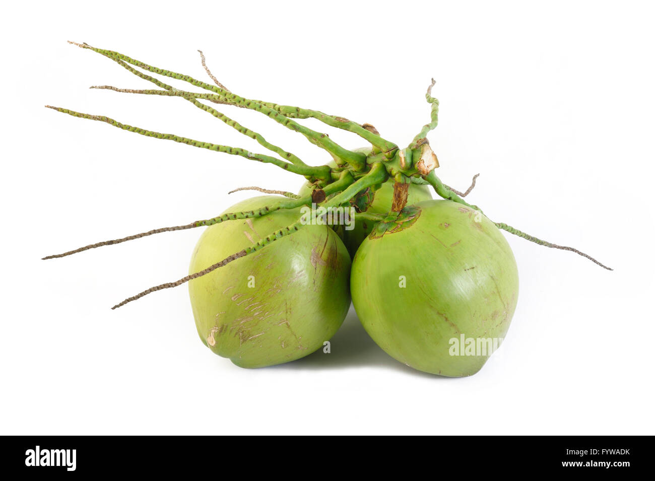 fresh young coconut on white background Stock Photo - Alamy