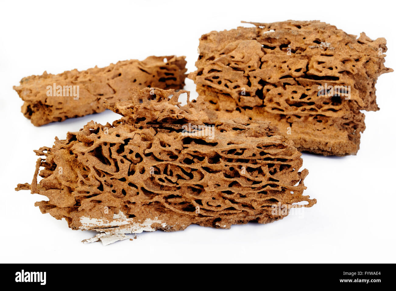 Termite nest hi-res stock photography and images - Alamy