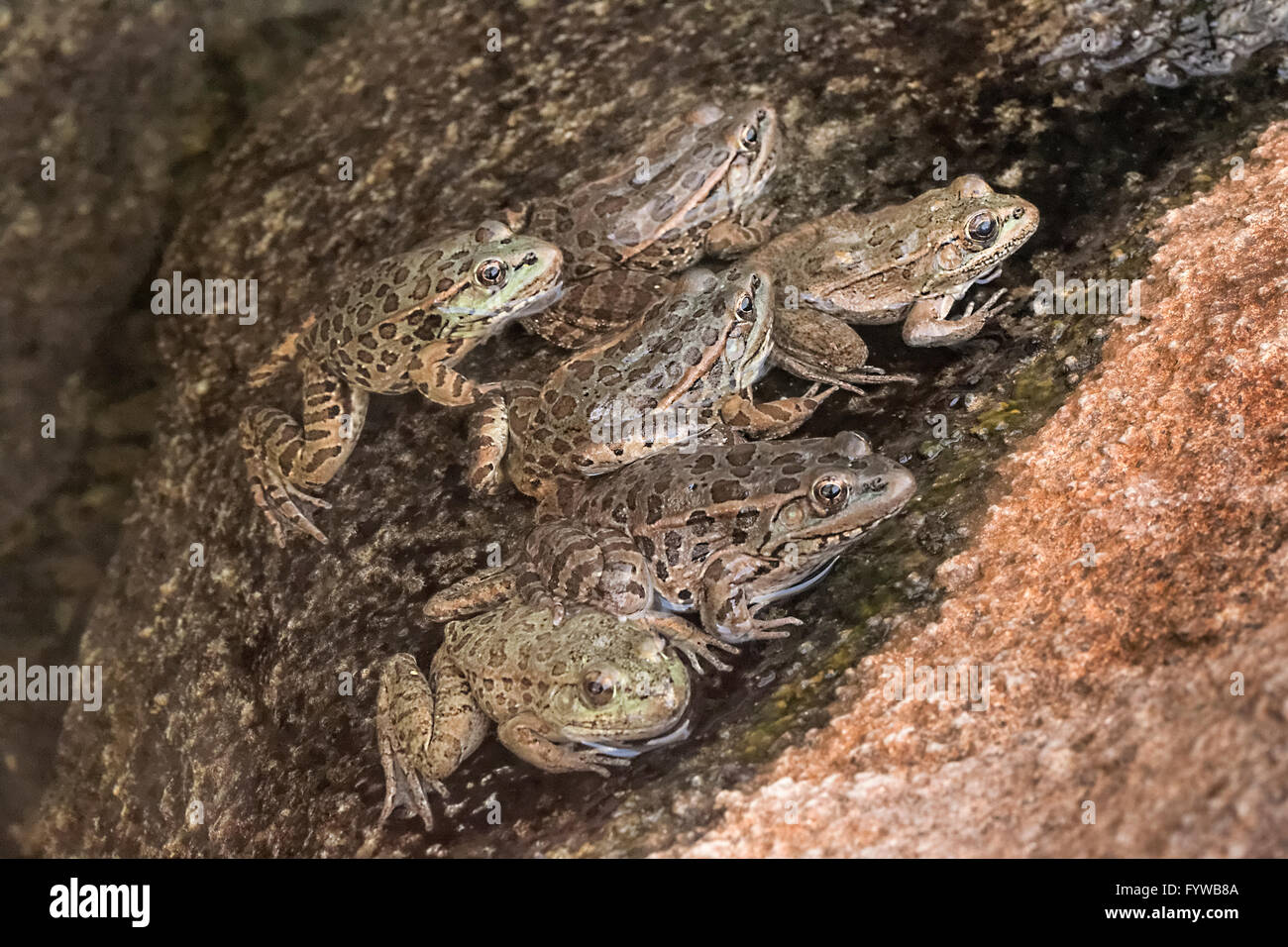 Lowland Leopard Frog, (Rana yavapaiensis) Males gather in breeding ...