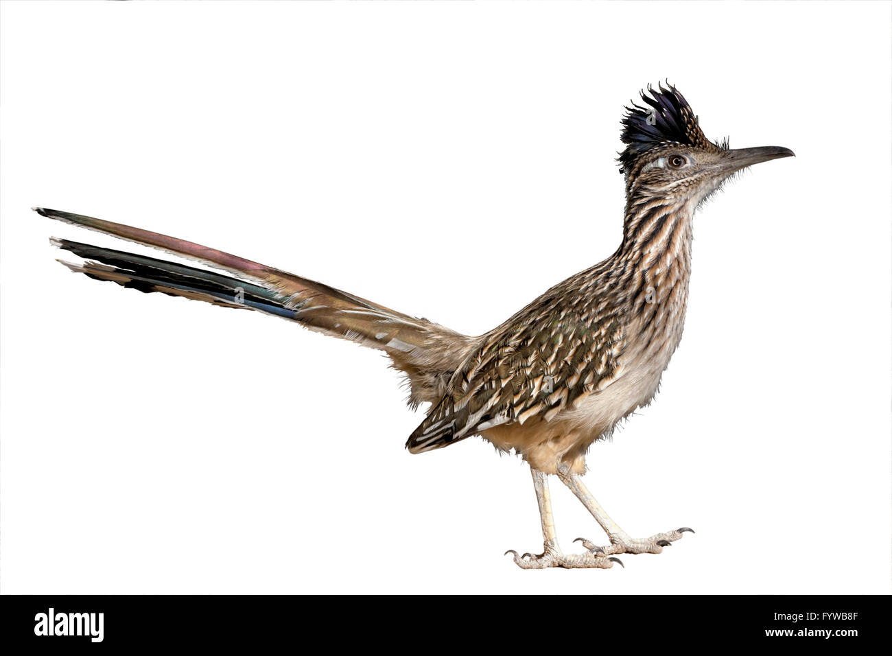 Roadrunner - Geococcyx californianus... is a long-legged bird in the ...