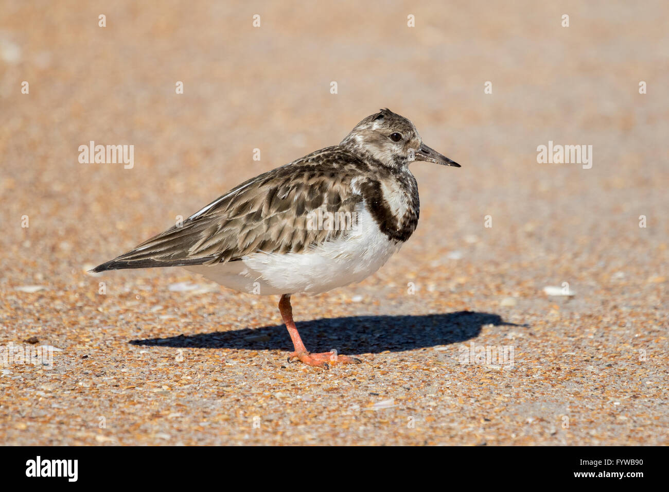 Ruddy Turnstone Resting on One Leg Stock Photo - Alamy