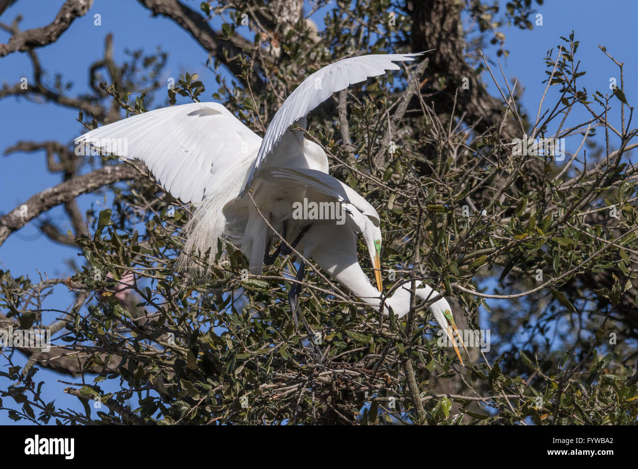 Great Egrets Mating Stock Photo - Alamy