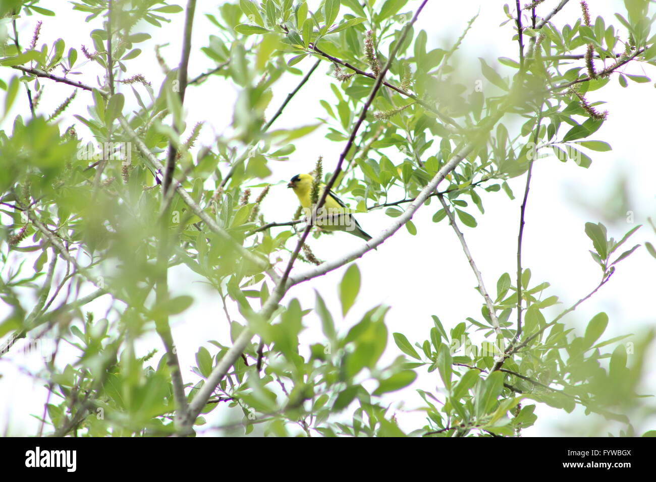 An American Finch perches in a tree Stock Photo - Alamy