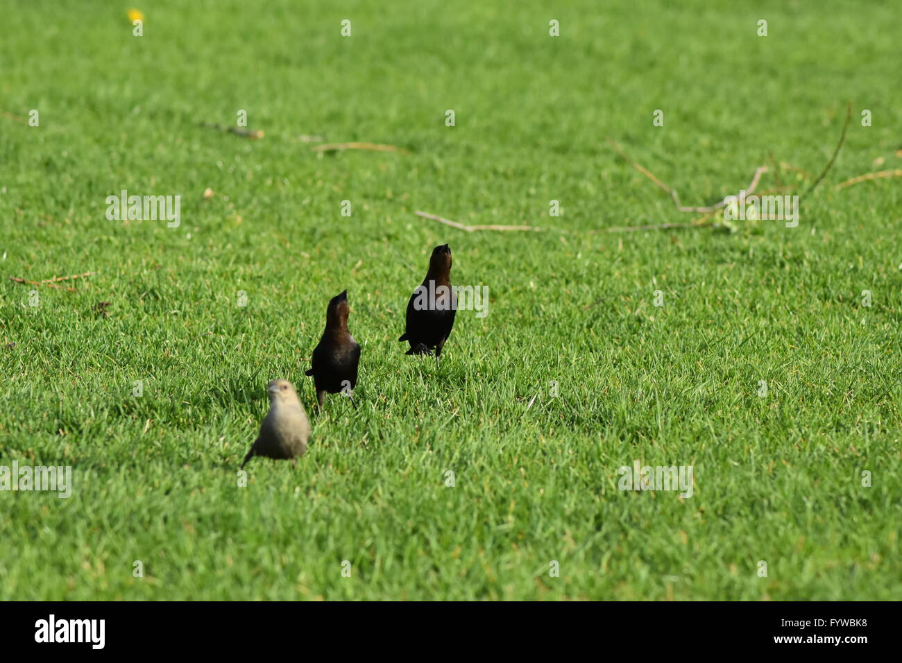 Birds Looking up Stock Photo - Alamy