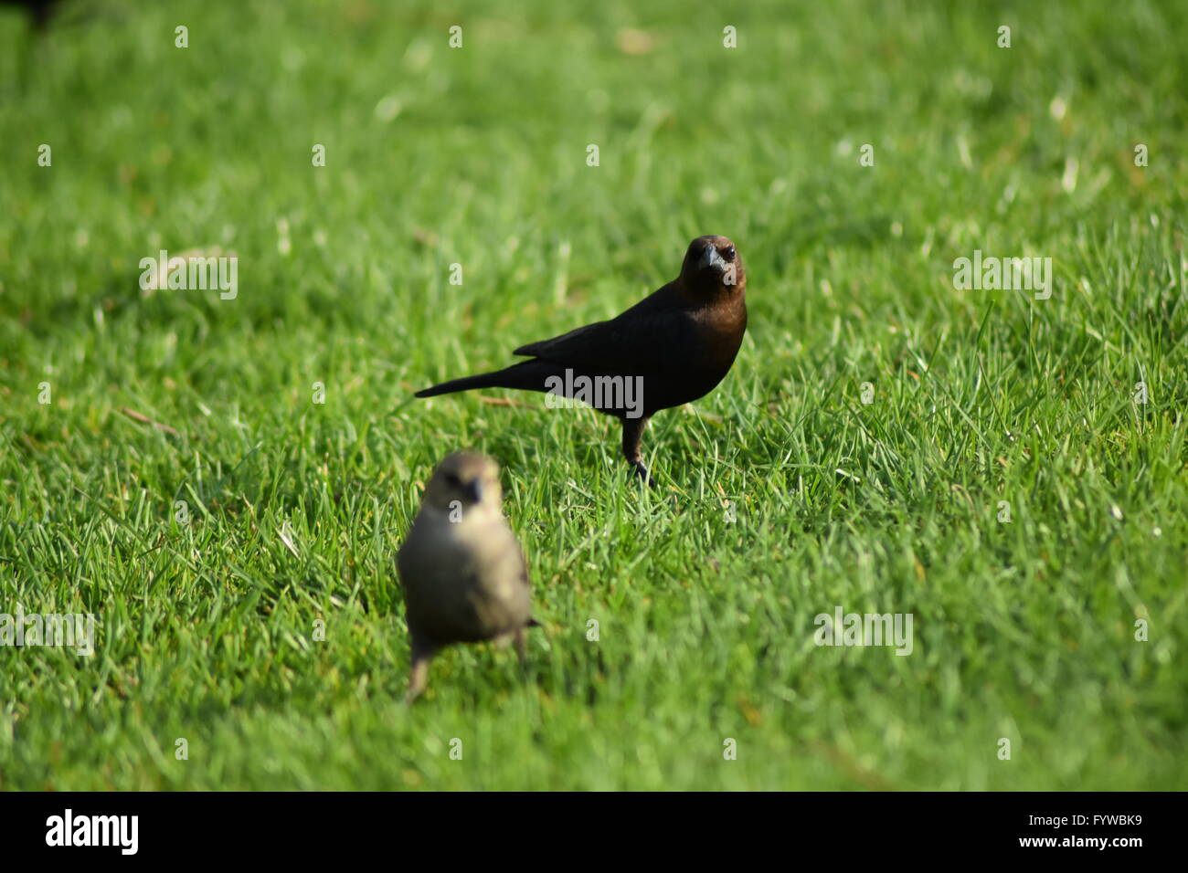 Birds look hi-res stock photography and images - Alamy