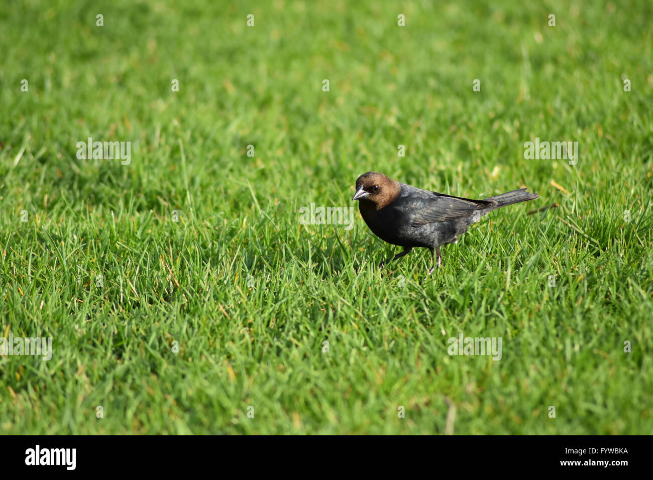 Black bird hi-res stock photography and images - Alamy
