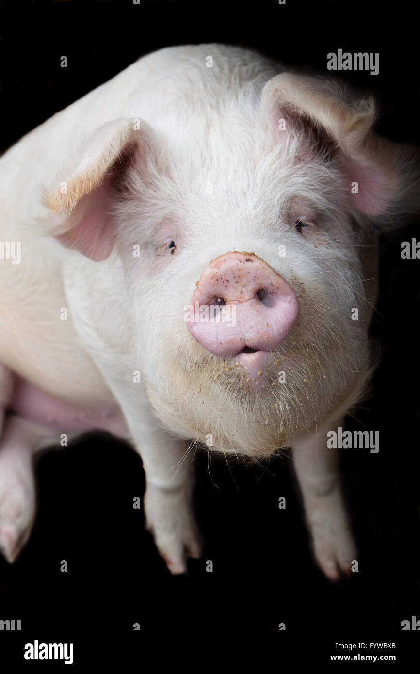 pig Stock Photo - Alamy