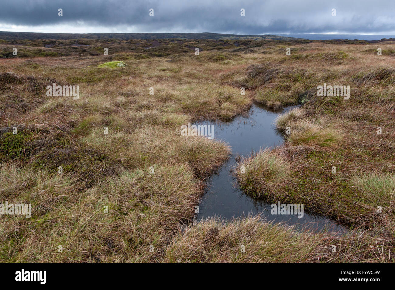 British Bog Peat