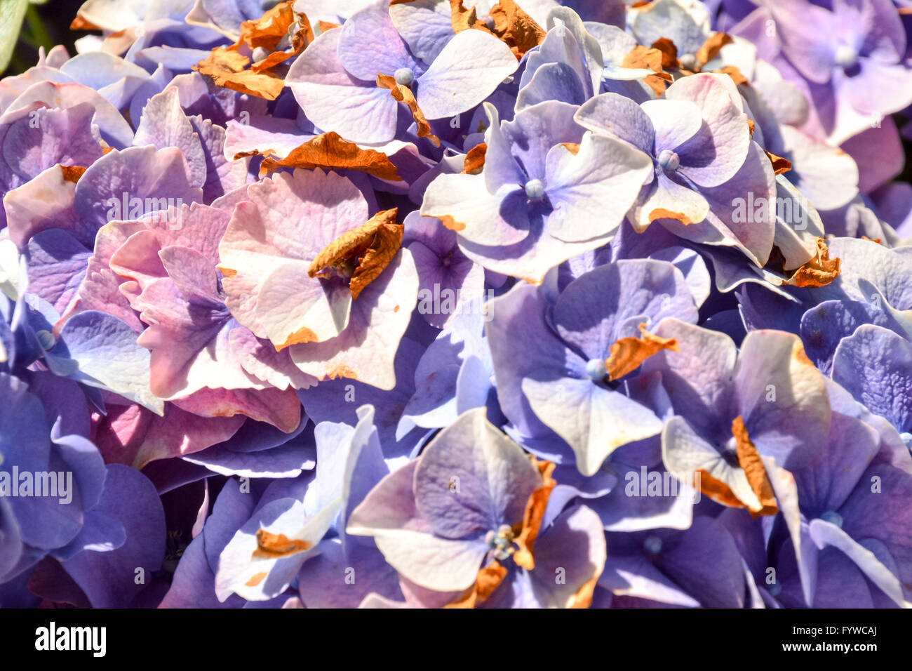 Blooming Flower Background Stock Photo - Alamy