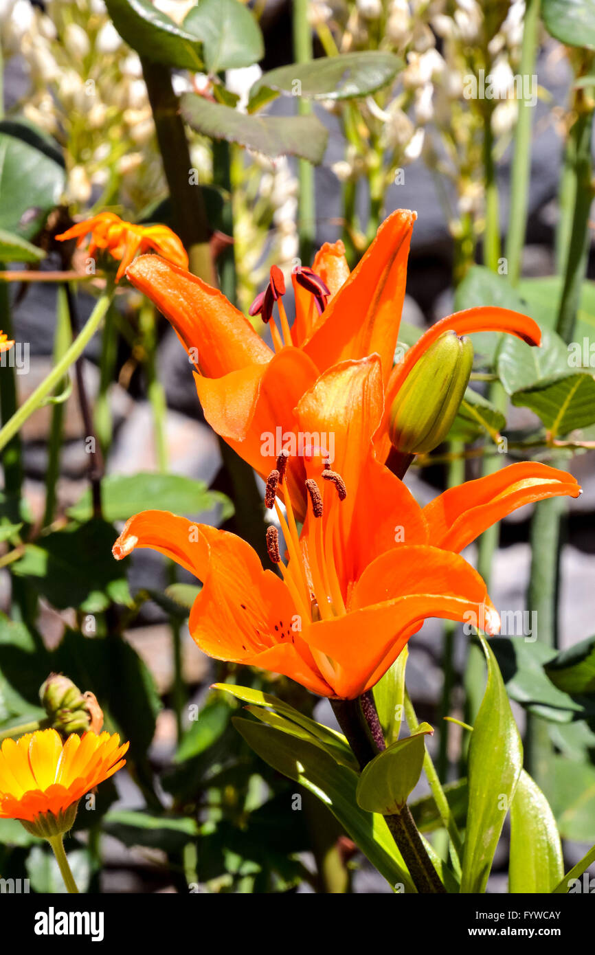 Blooming Flower Background Stock Photo - Alamy