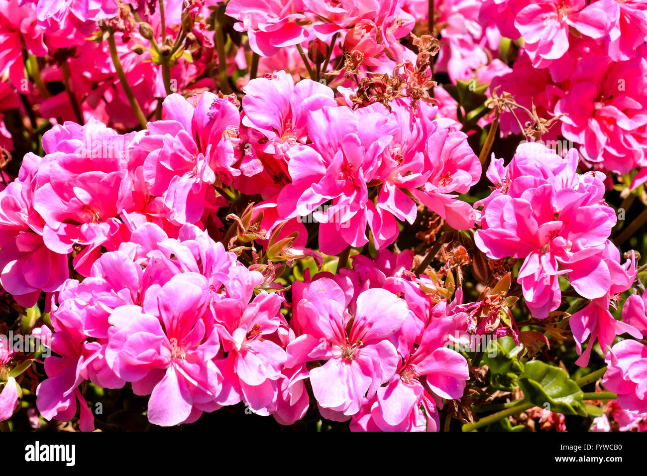 Blooming Flower Background Stock Photo - Alamy
