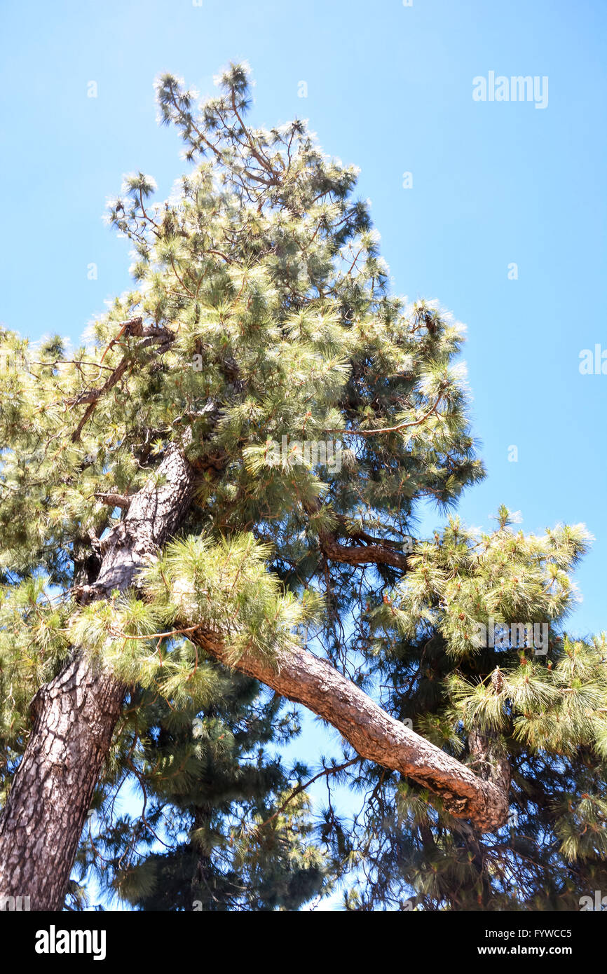 Pine Tree View Stock Photo - Alamy