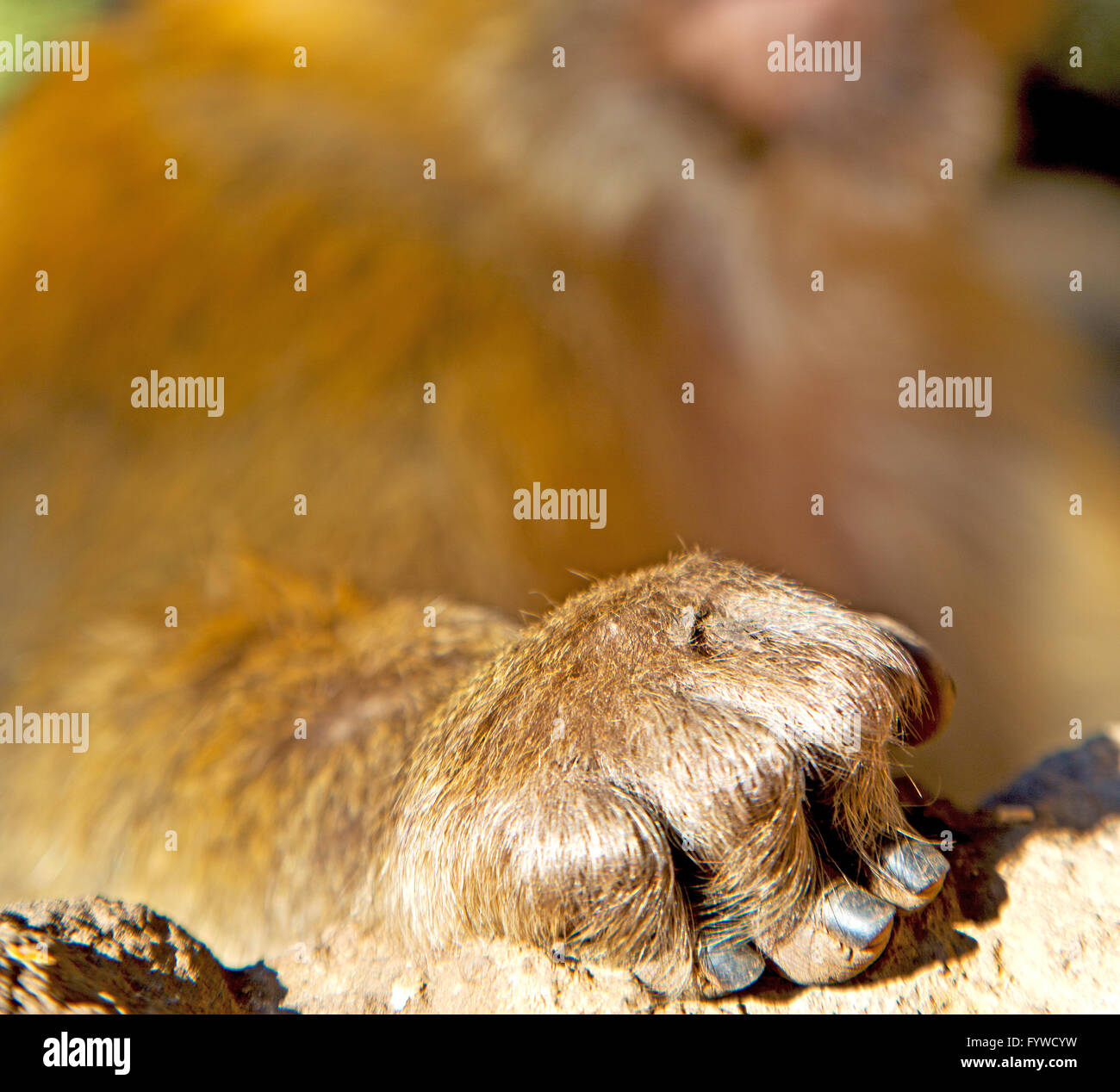 bush monkey in africa morocco and natural background fauna hand close ...