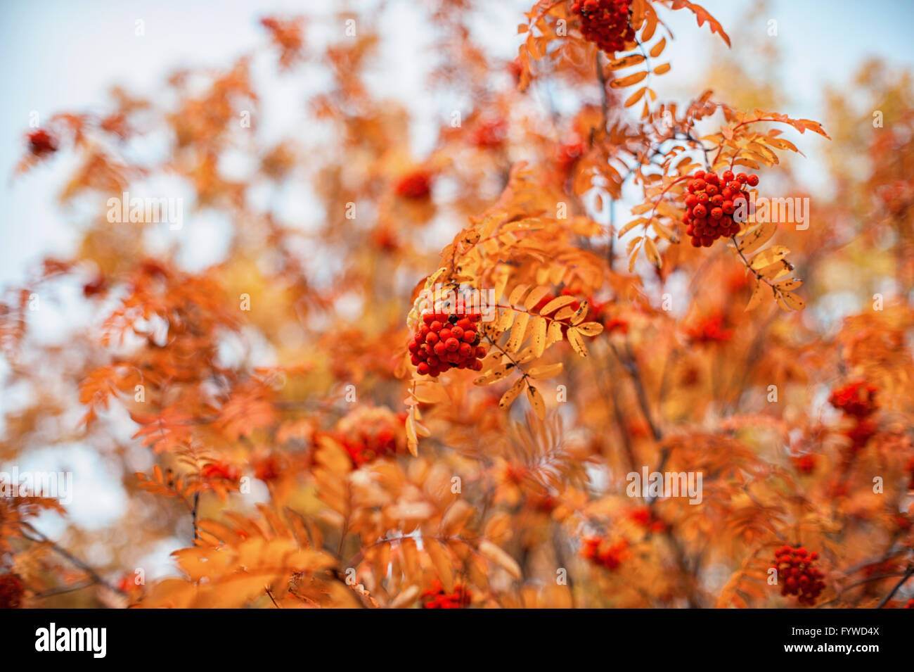 rowan-tree with rowanberry Stock Photo - Alamy