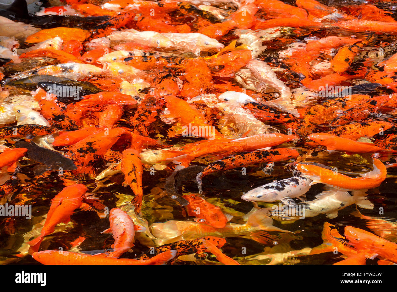 Carp Fish Texture Background Pattern Stock Photo - Alamy