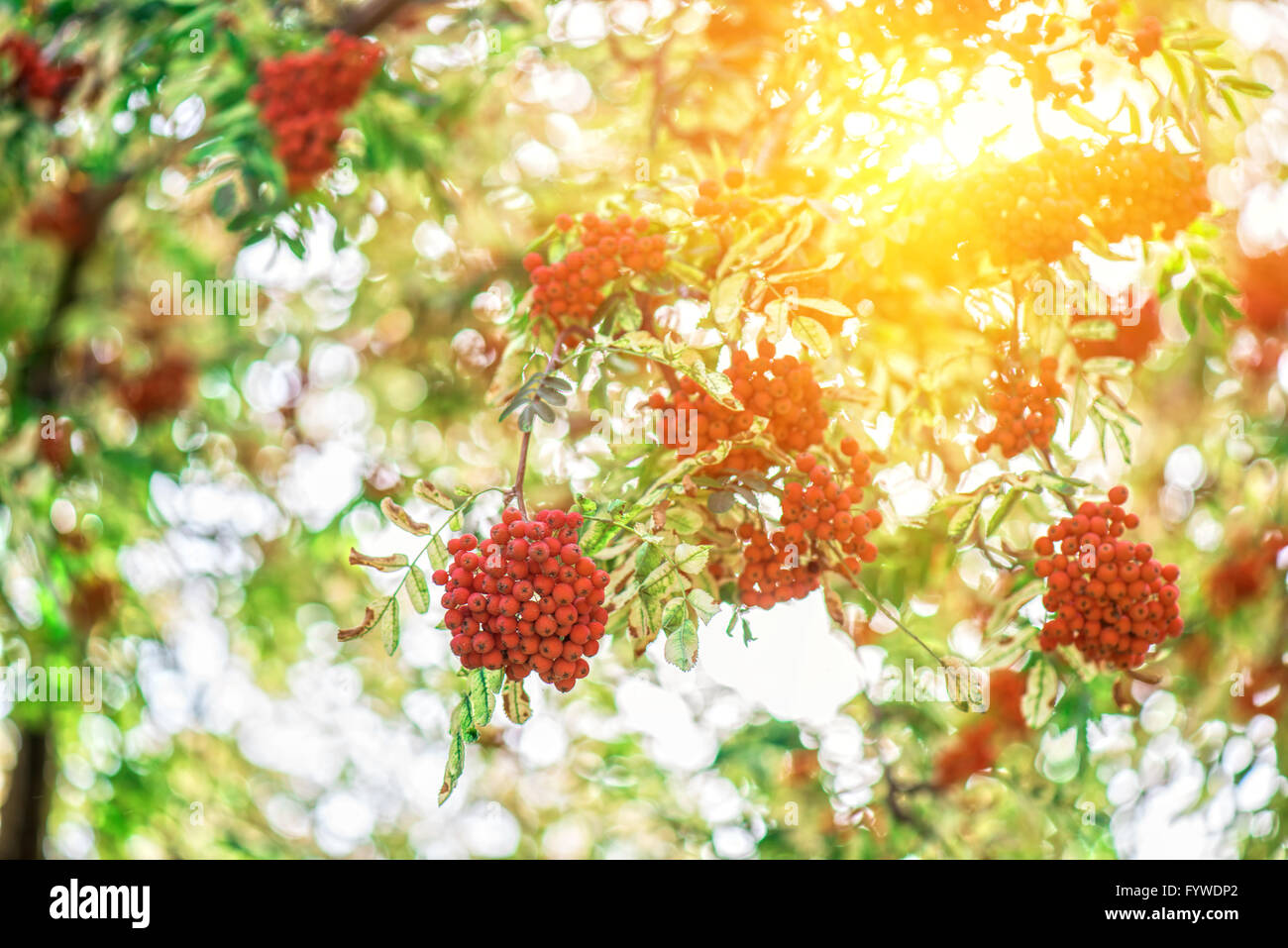 rowan-tree with rowanberry Stock Photo - Alamy