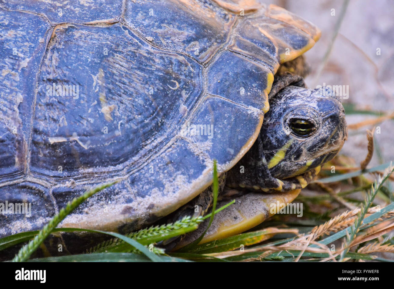 Trachemys Scripta Elegans Tortoise Stock Photo - Alamy
