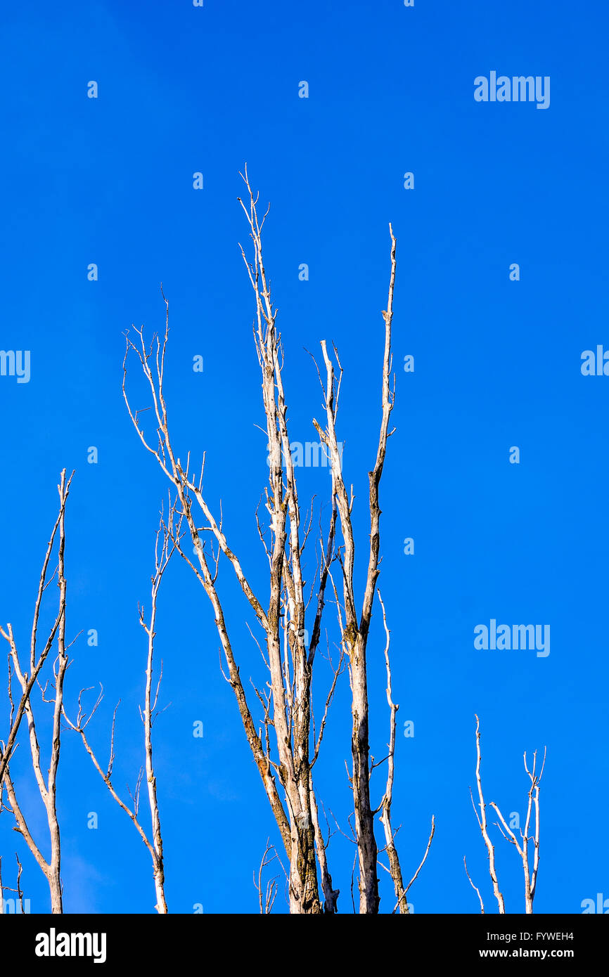 Single old and dead tree branch Stock Photo - Alamy