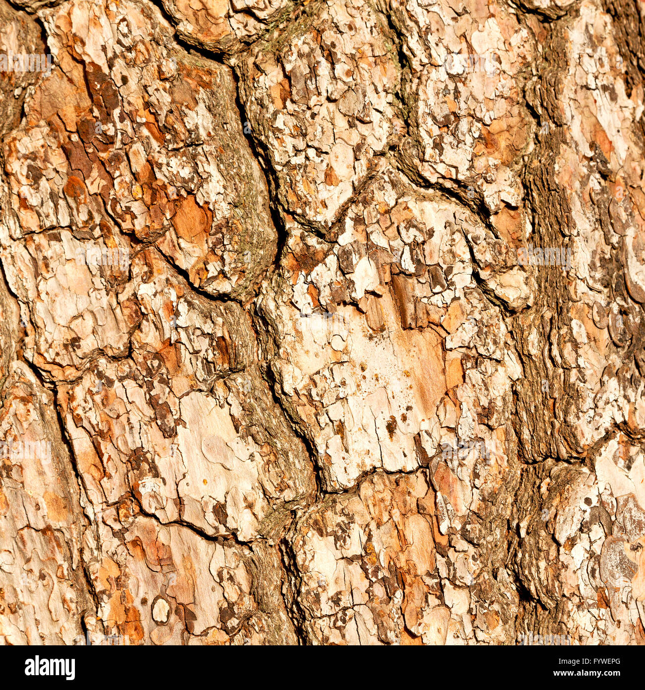 barck in the abstract close up of a tree color and texture Stock Photo ...