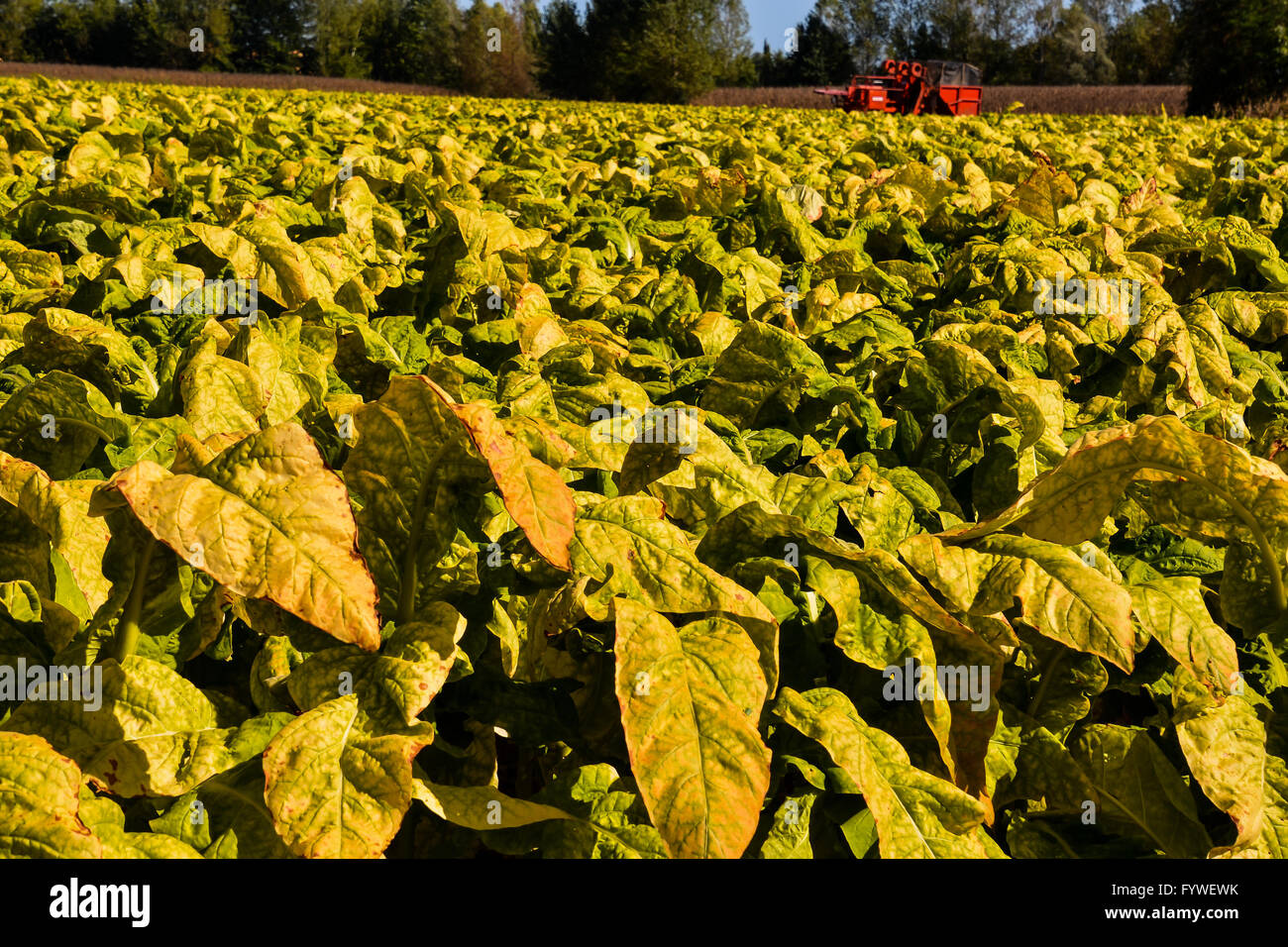 Beautiful Tobacco Field Stock Photo - Alamy