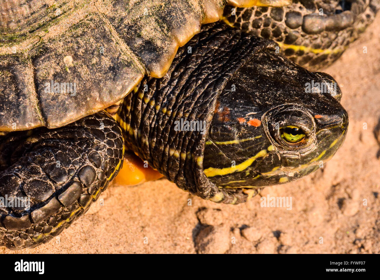 Trachemys Scripta Elegans Tortoise Stock Photo - Alamy