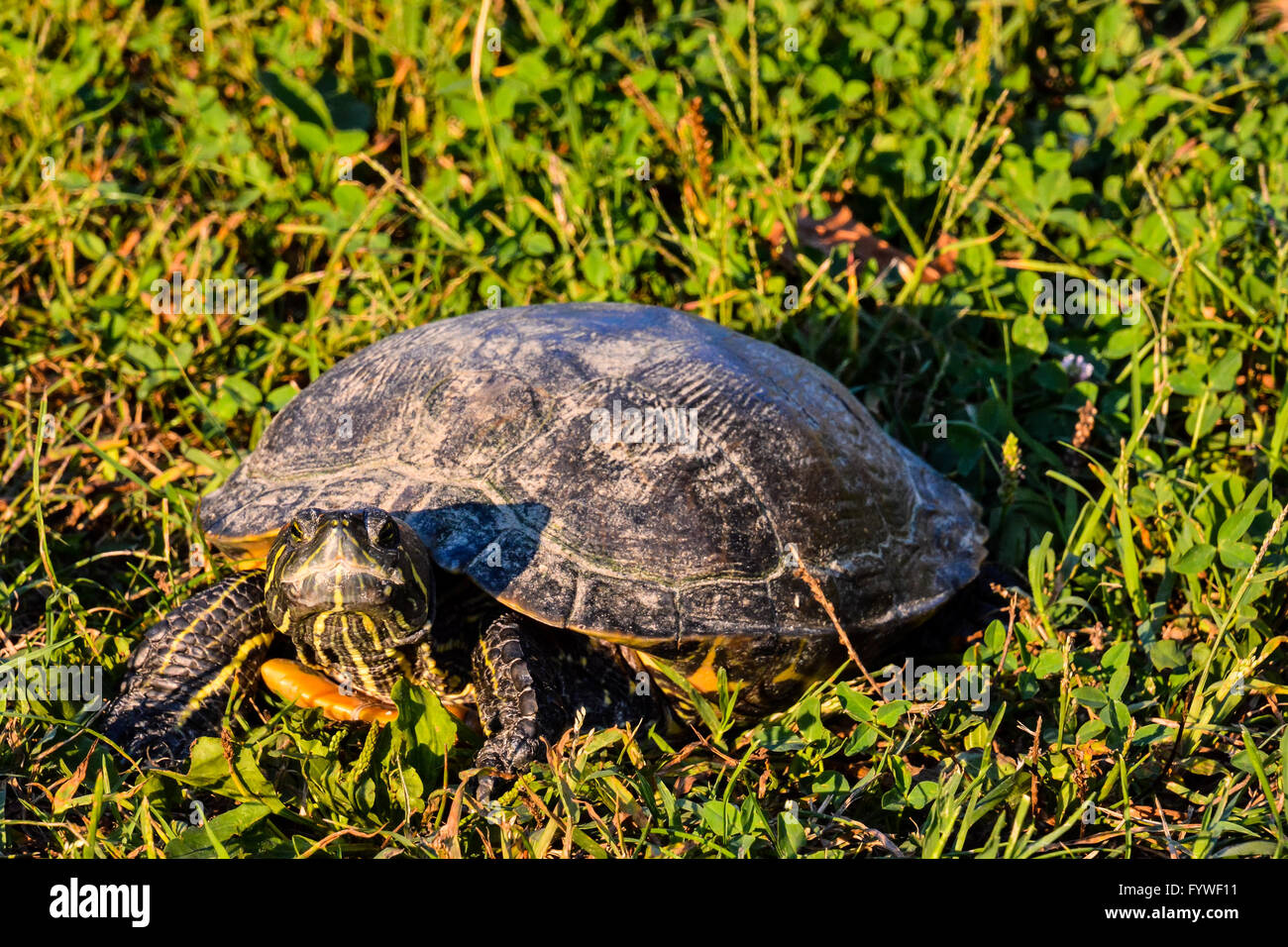 Trachemys Scripta Elegans Tortoise Stock Photo - Alamy