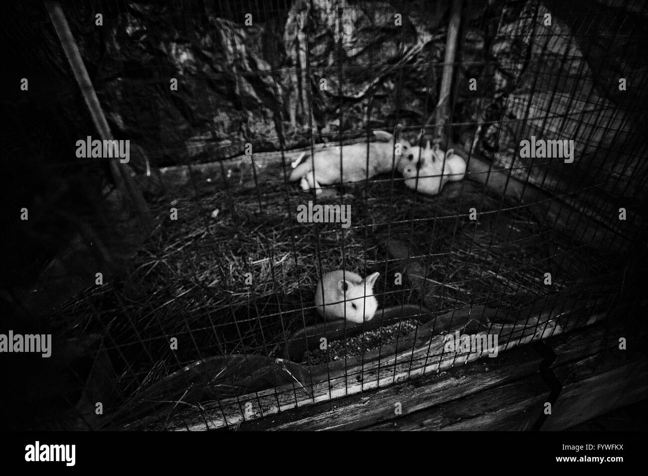 Holy family nativity christmas scene Black and White Stock Photos ...