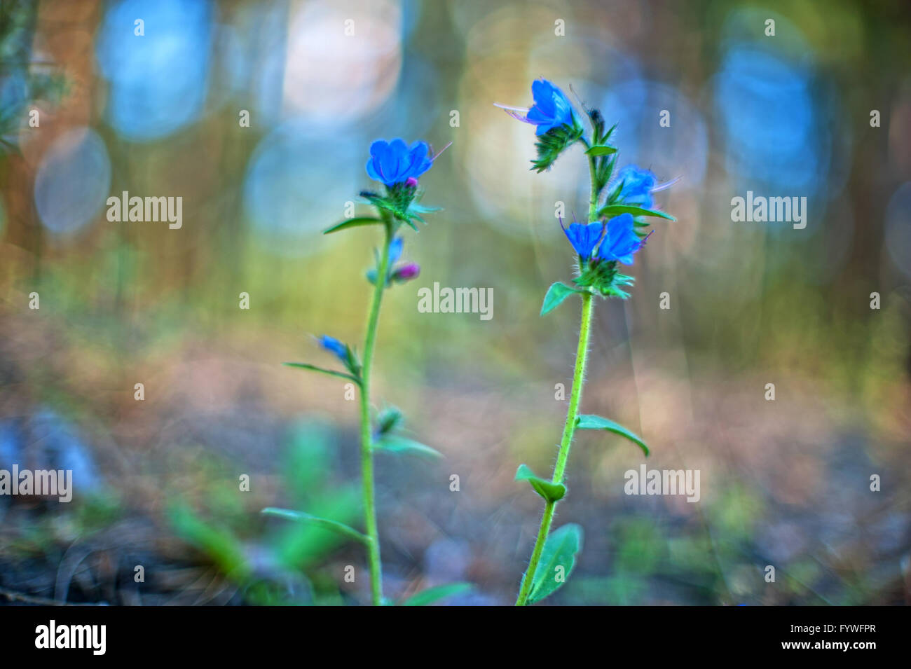 Blue forest flower Stock Photo - Alamy