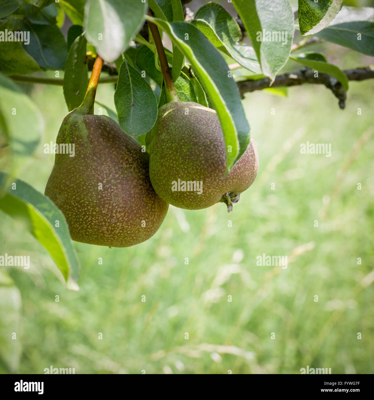 Peras hi-res stock photography and images - Alamy