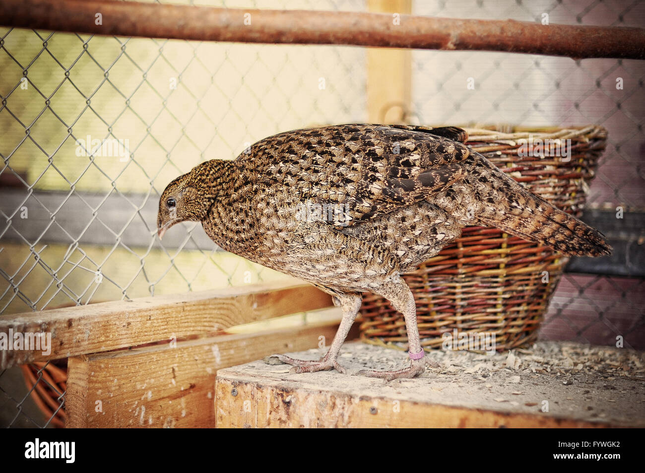pheasant at the cage Stock Photo - Alamy