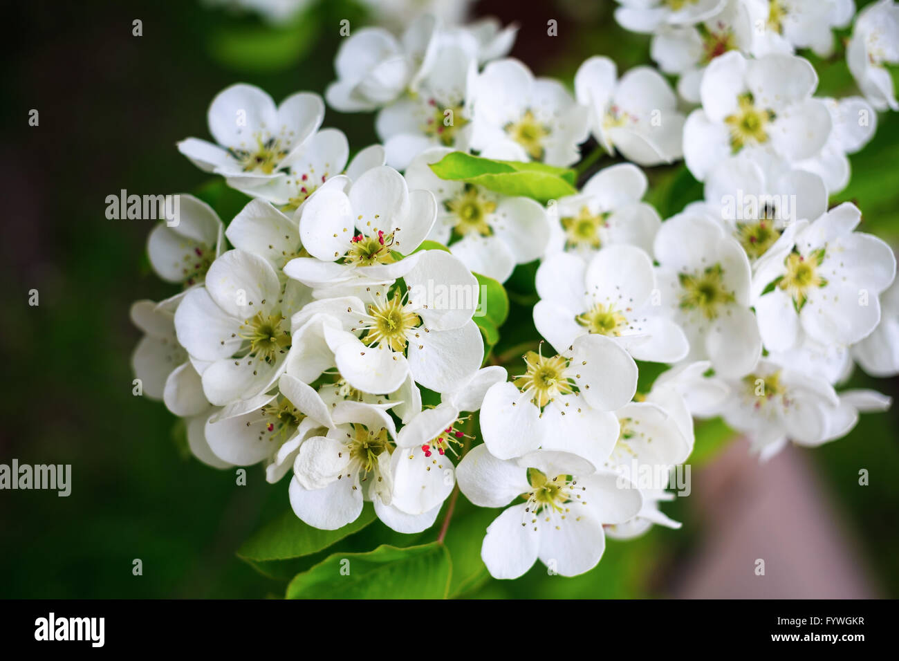 Flowering tree closeup Stock Photo - Alamy