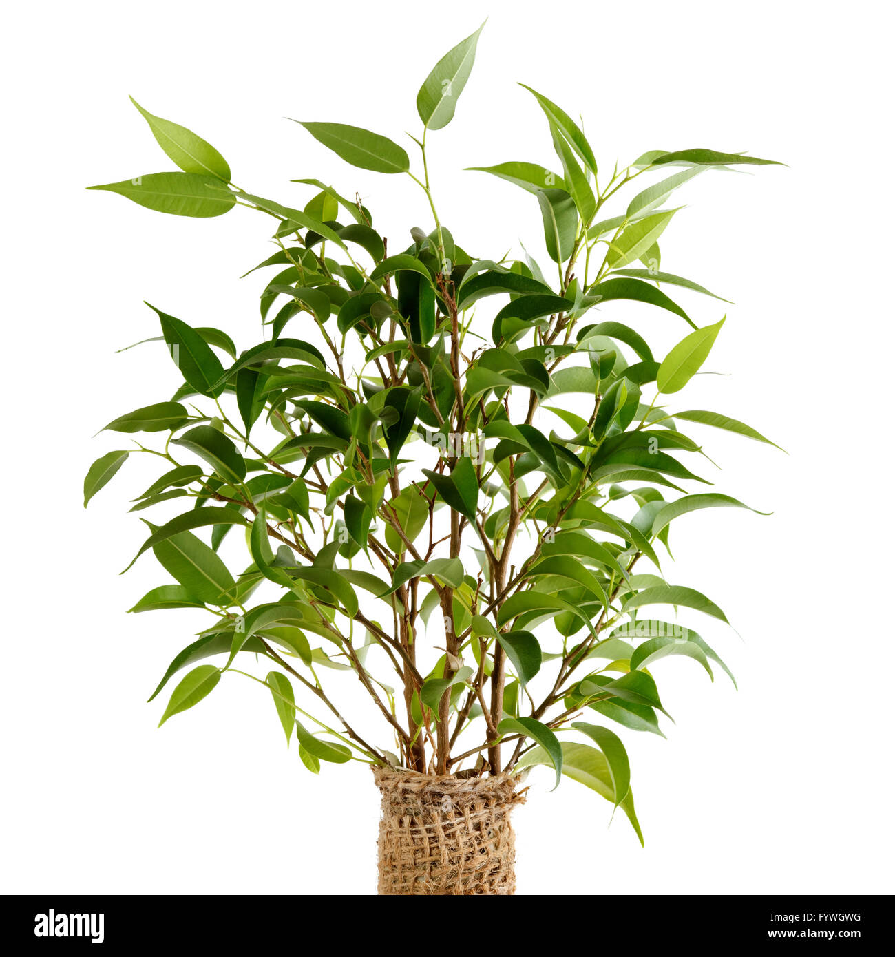 Ficus benjamina closeup Stock Photo - Alamy