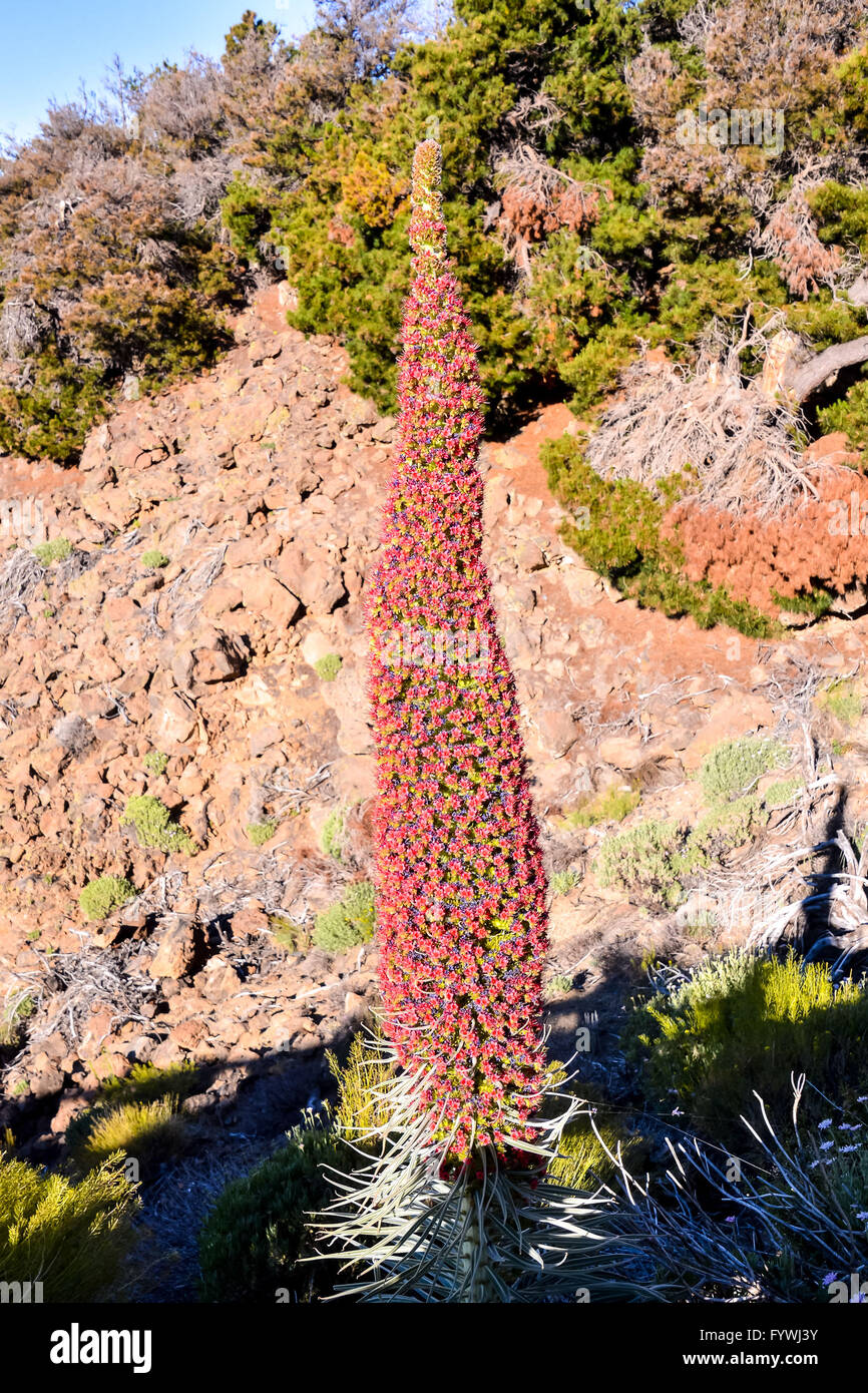 Tajinaste Flower of Tenerife Island Stock Photo - Alamy