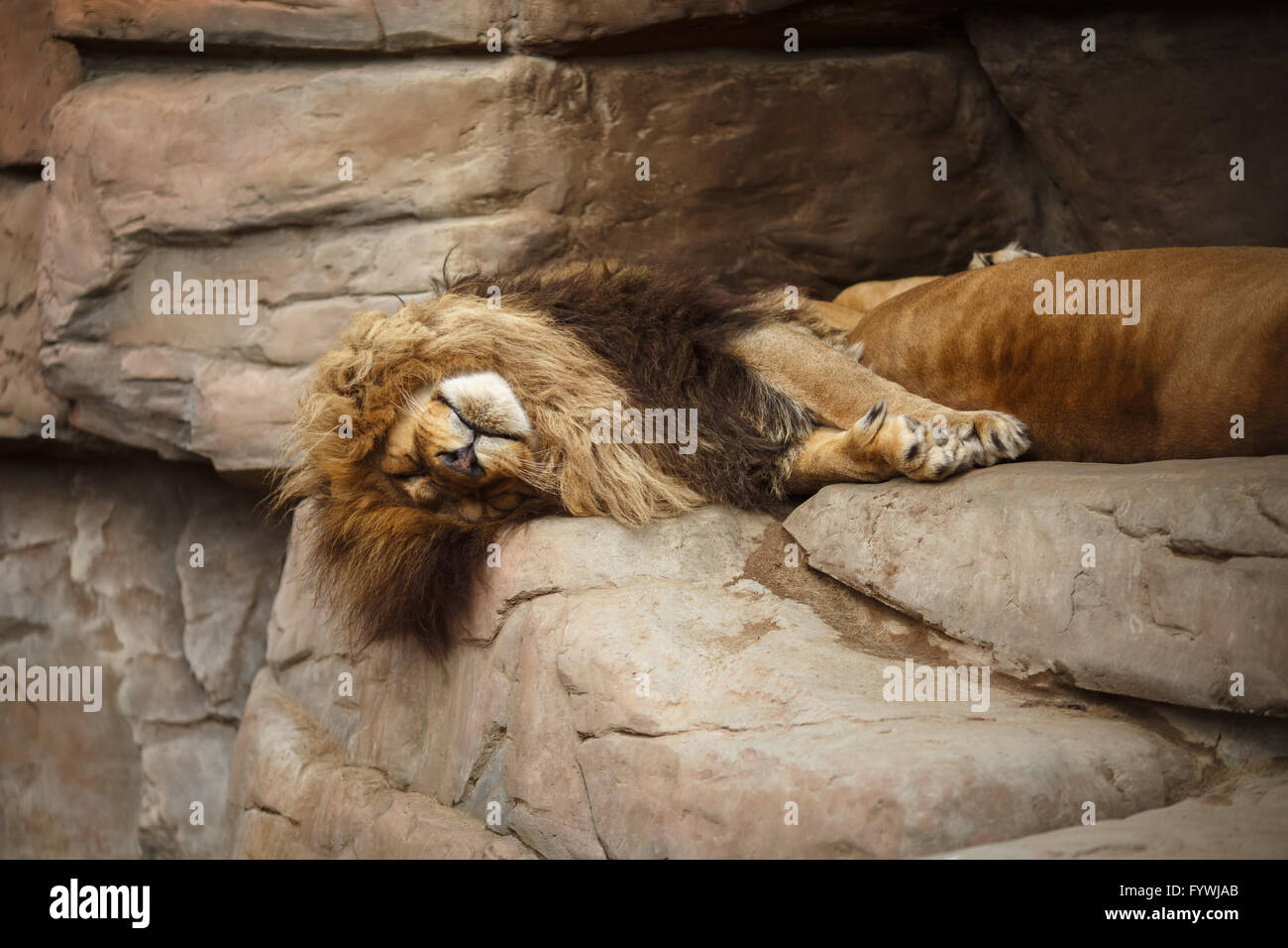 Lion resting on the rocks Stock Photo - Alamy