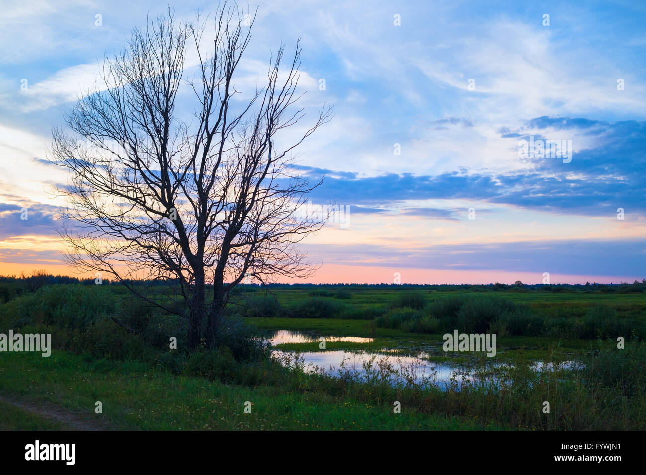 Dry tree and sunset Stock Photo - Alamy