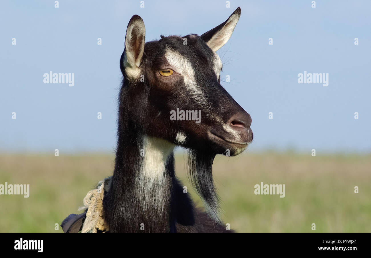 Hairy goat hi-res stock photography and images - Alamy
