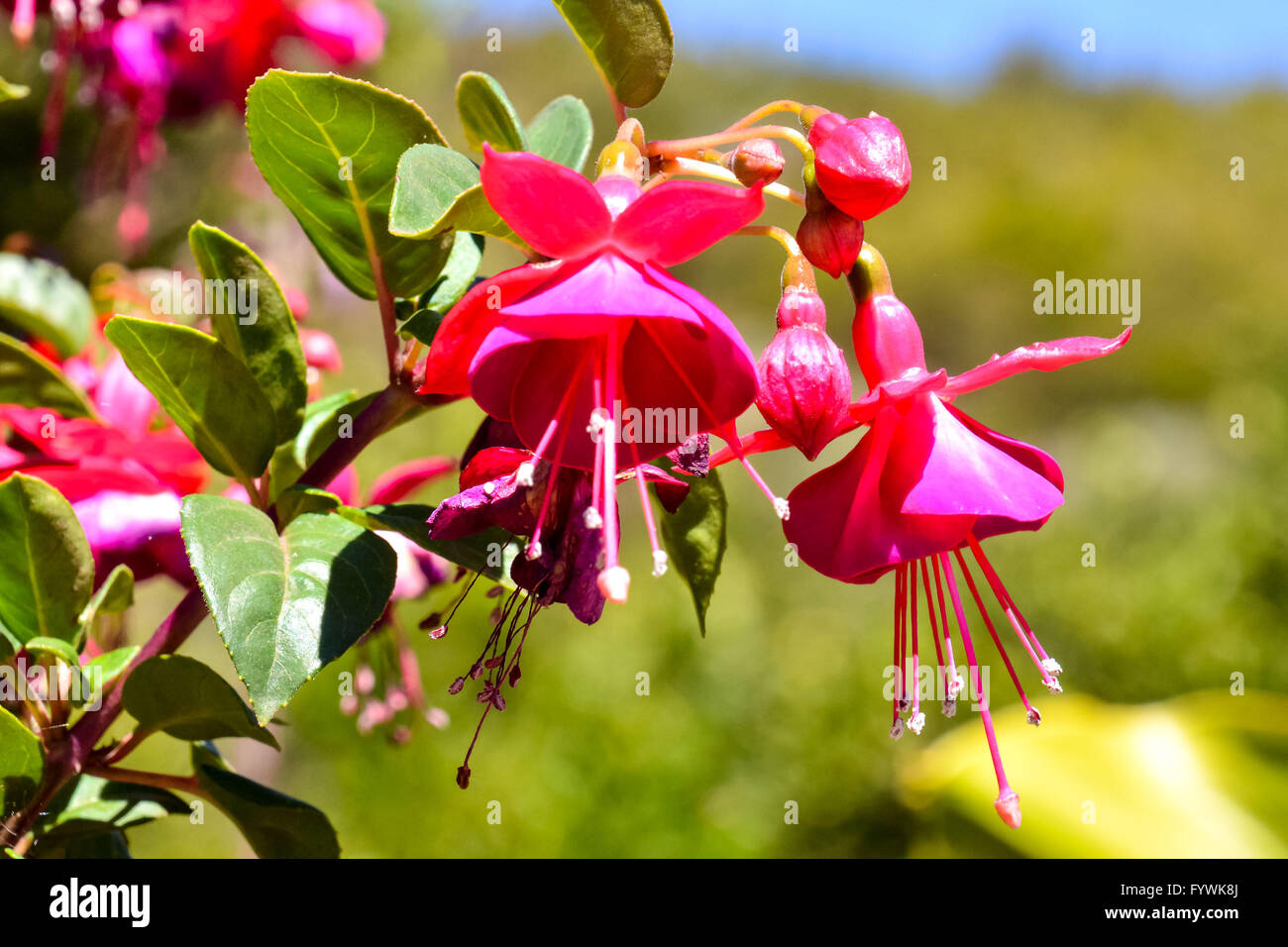Blooming Flower Background Stock Photo - Alamy