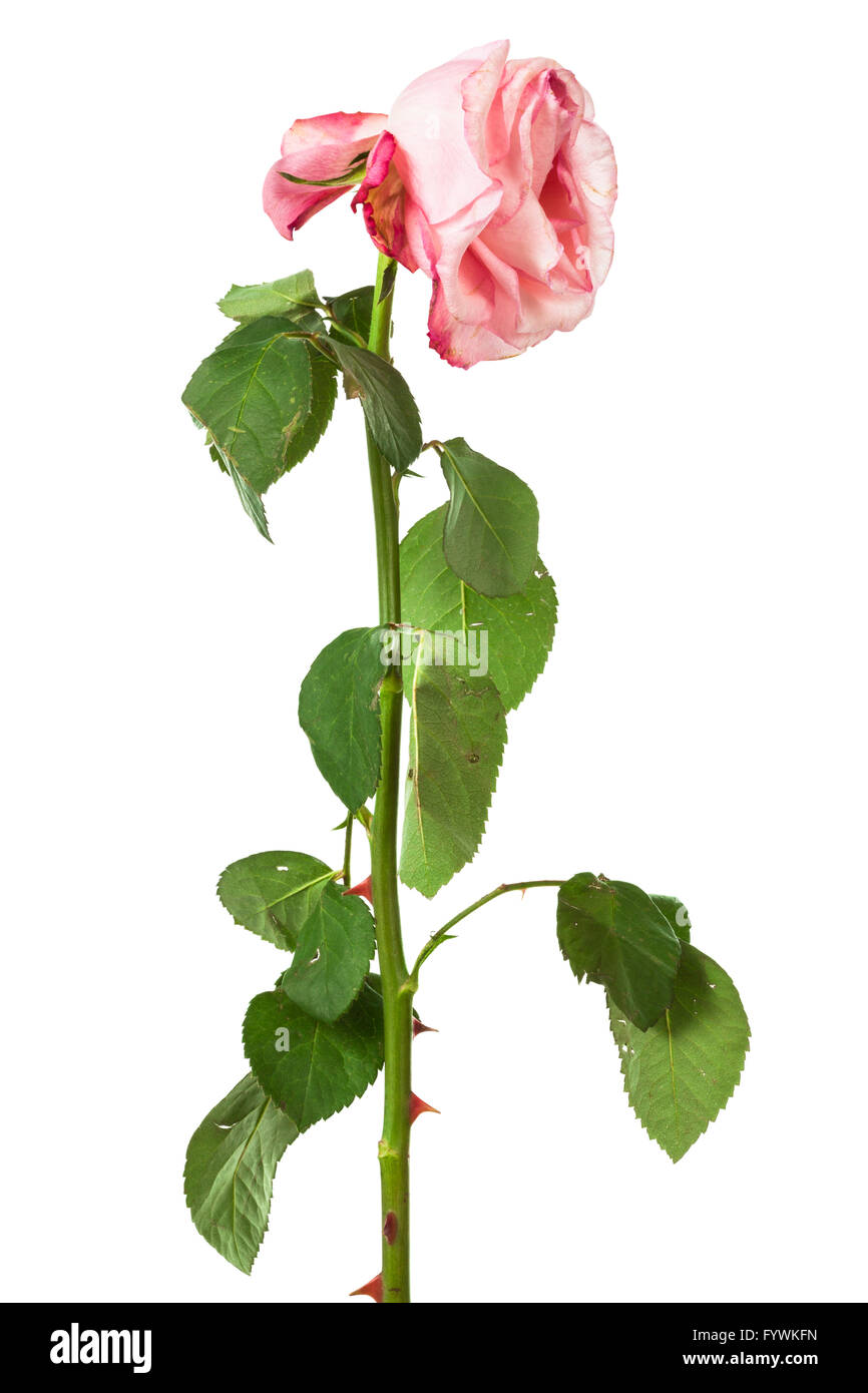 faded rose on a white background Stock Photo - Alamy
